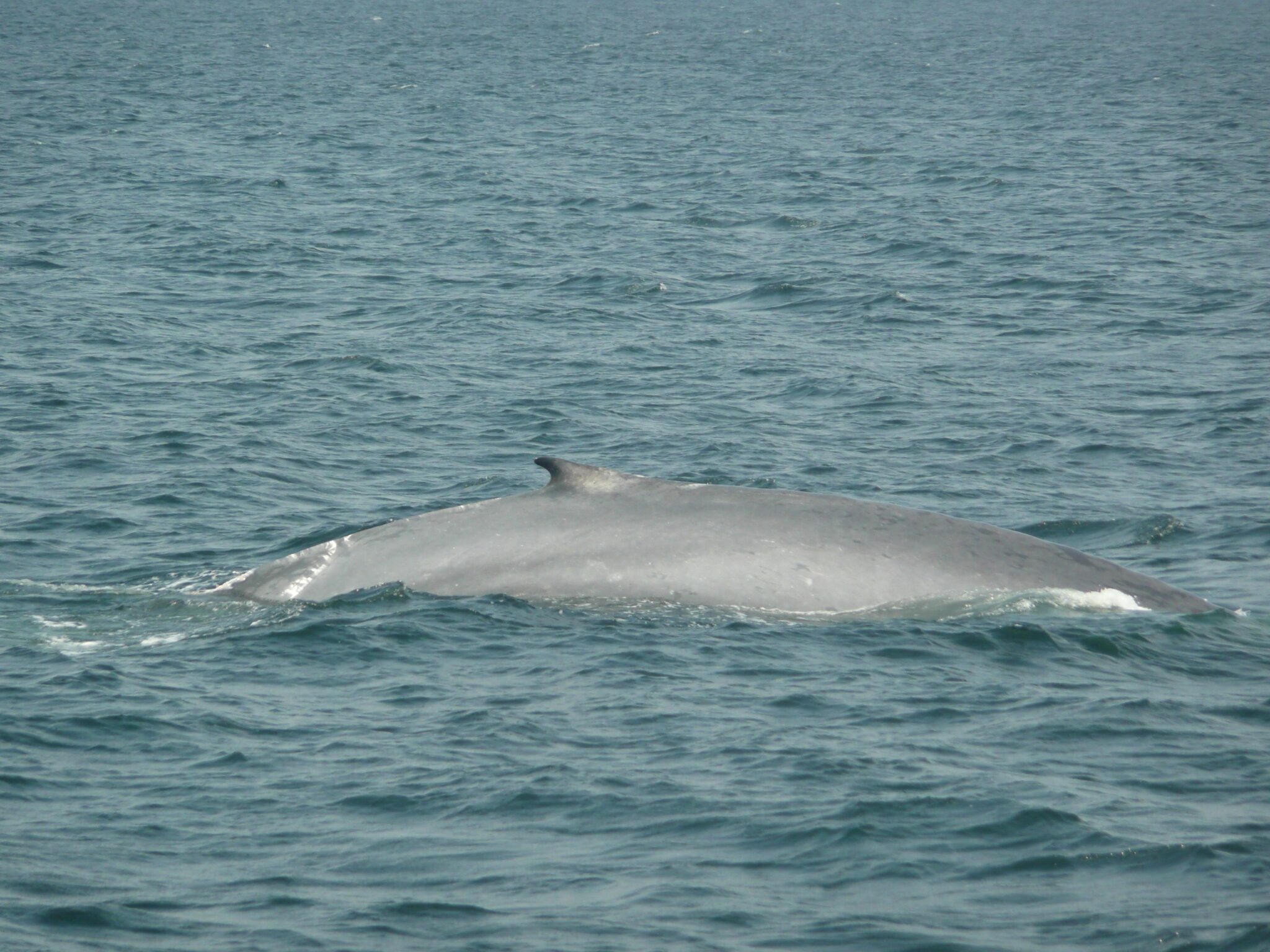 Femmes de sciences à l'Institut Maurice-Lamontagne - La Mitis